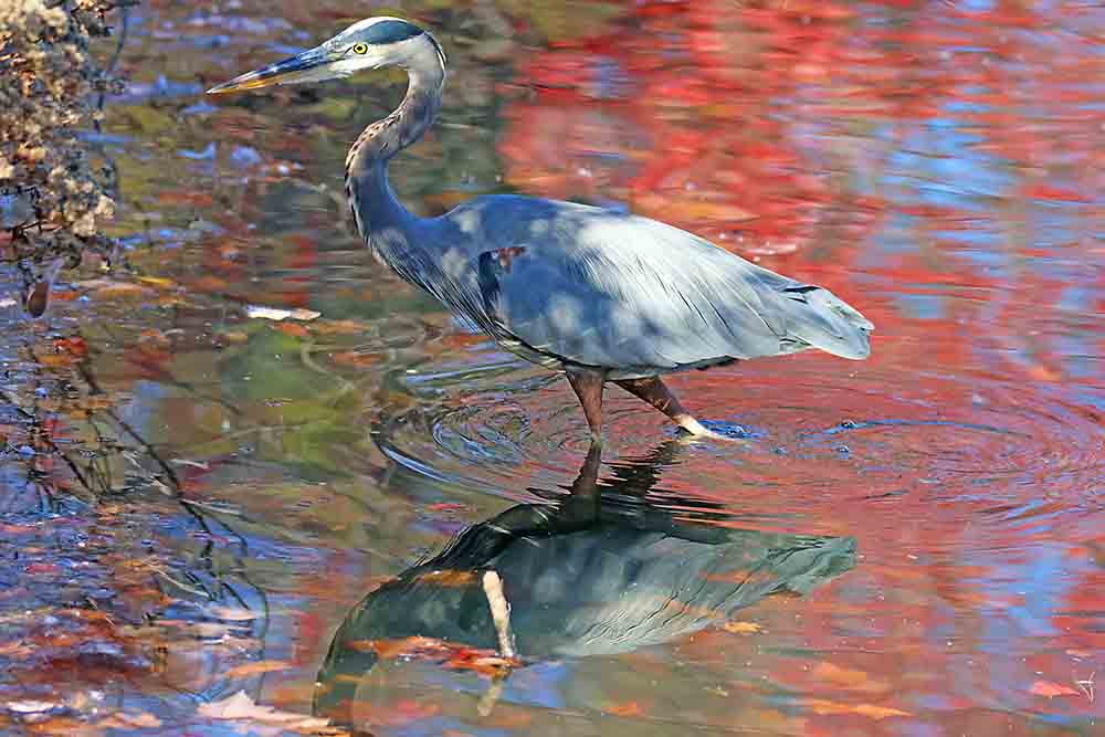 Great Blue Heron Autumn Wading – Arts Wayland