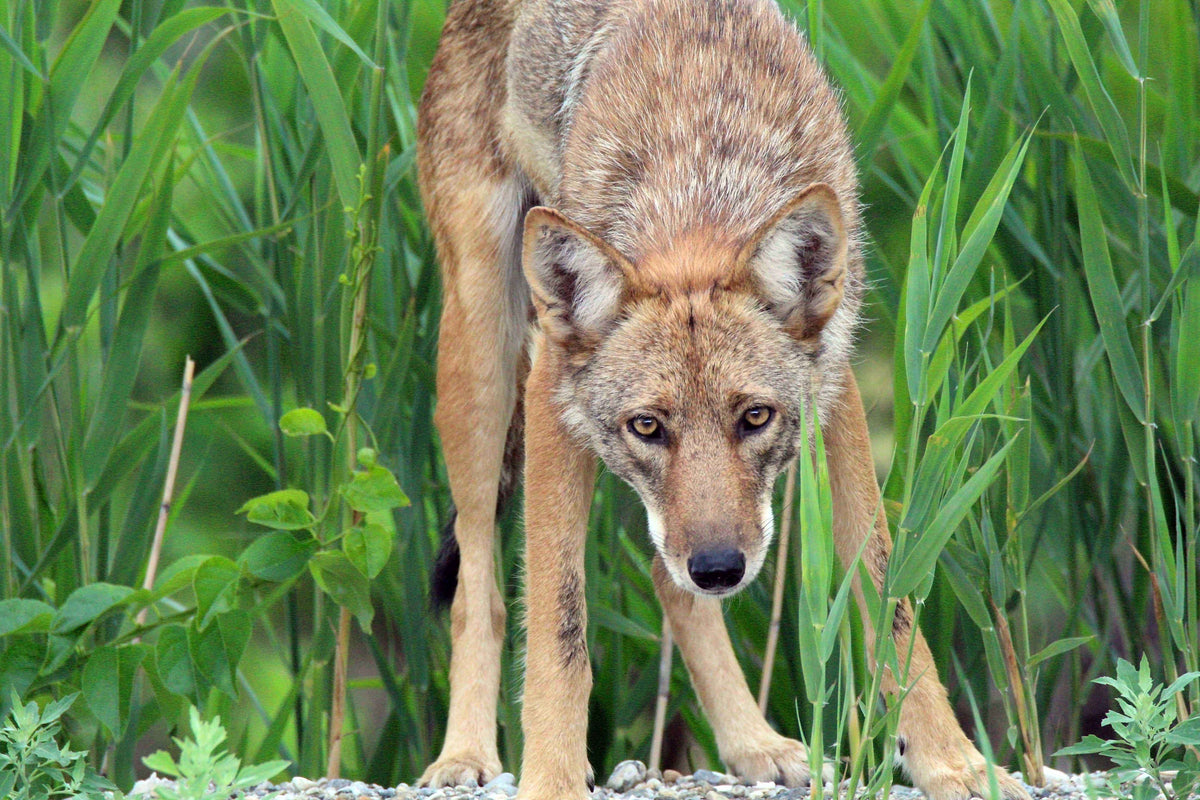 No Regrets Coyote – Arts Wayland